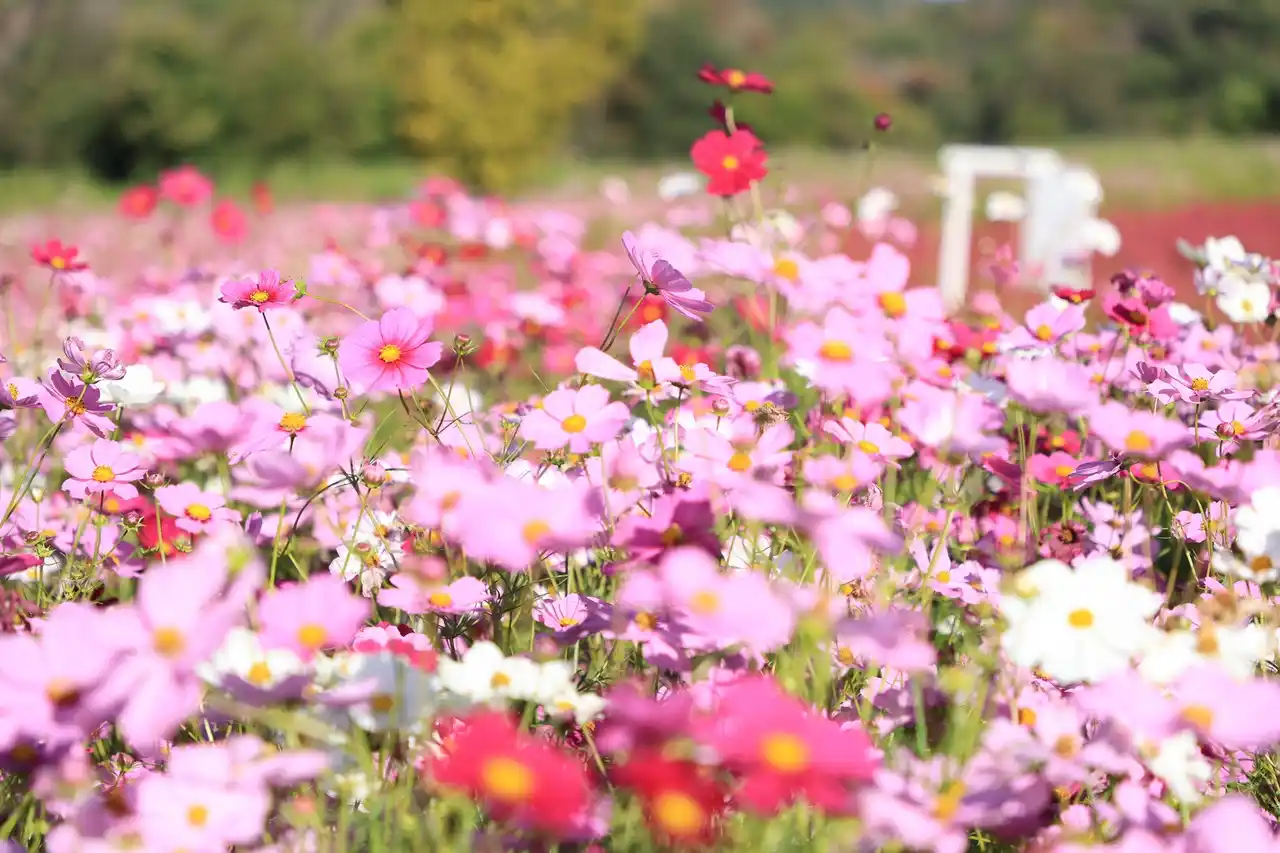 【株式会社 世羅高原農場】 【広島／世羅】コキアの紅葉が始まりました コキアとコスモスの丘《Flower village 花夢の里 ...